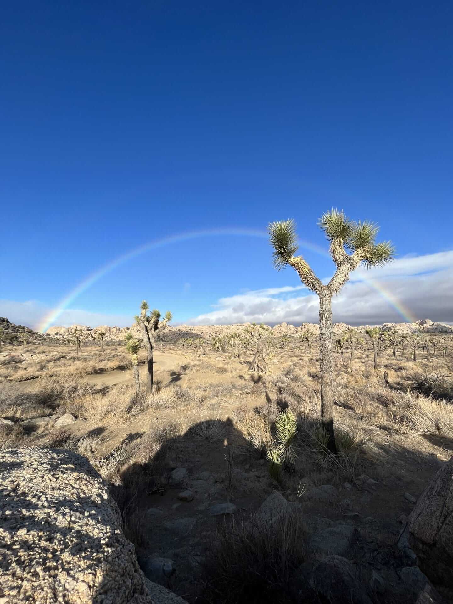 Gallery Page | Joshua Tree Lizard