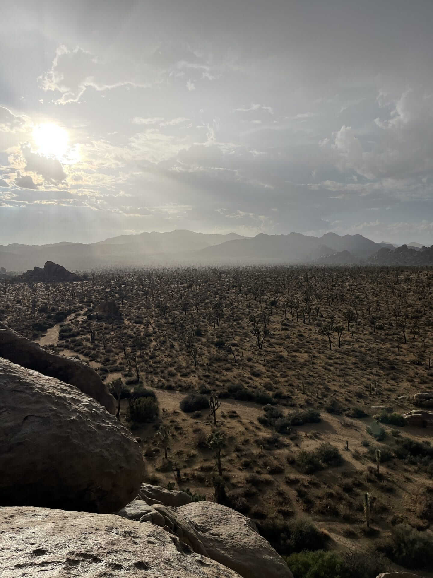 Blog Page | Joshua Tree Lizard